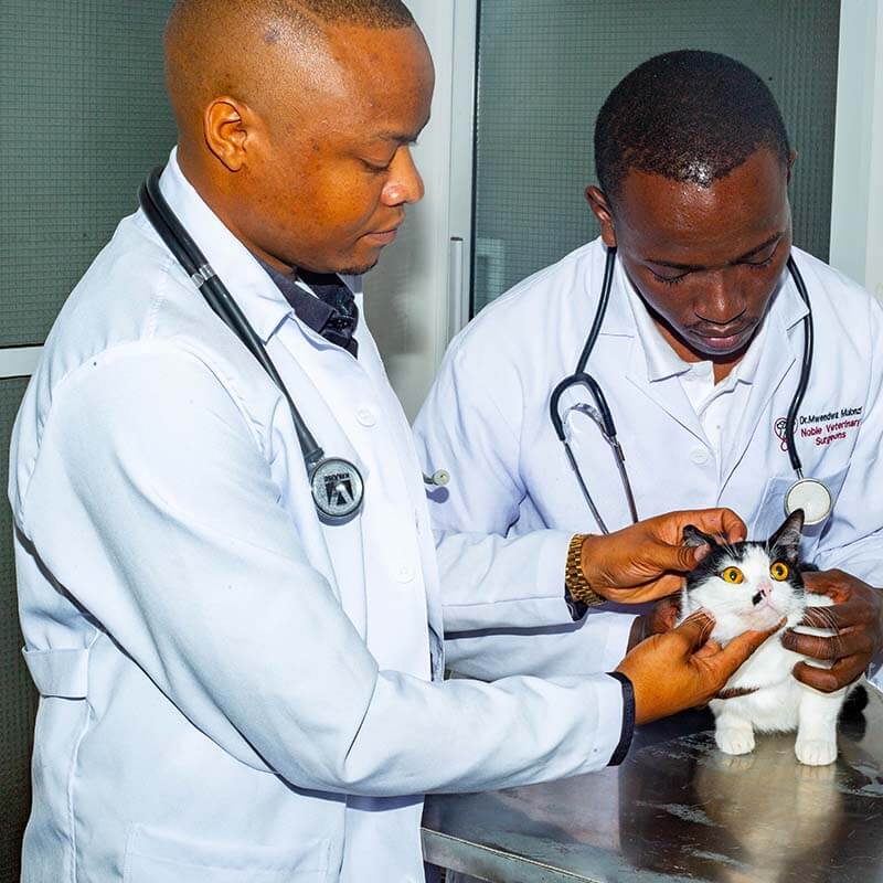 Privacy Policy - The Noble Veterinary Surgeons