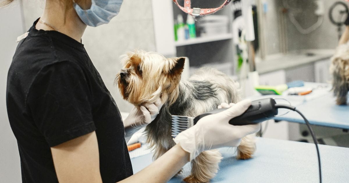 9 Signs Your Pet Needs Grooming (And Why It Matters)